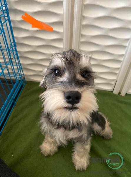 Mini Schnauzer pups, Puppy in Buckley, Washington