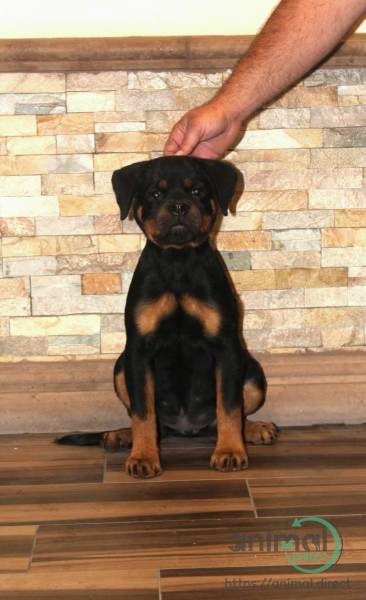 AKC German Rottweiler Puppy, Puppy in Los Angeles, California