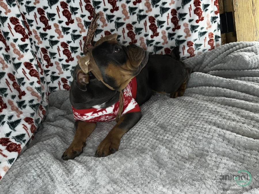 blue tri female micro bully , Puppy in Albany, New York