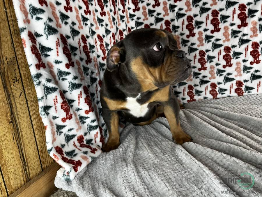 blue tri female micro bully , Puppy in Albany, New York